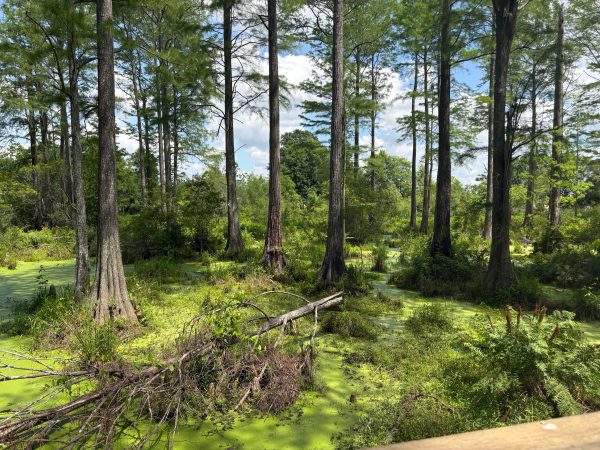 Alligator Alley Review: A Must-Do Gator Farm Day Trip Near Gulf Shores ...