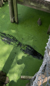 Alligator Alley Review: A Must-Do Gator Farm Day Trip Near Gulf Shores ...